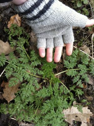 Sensible Foraging - precautions to take when going foraging