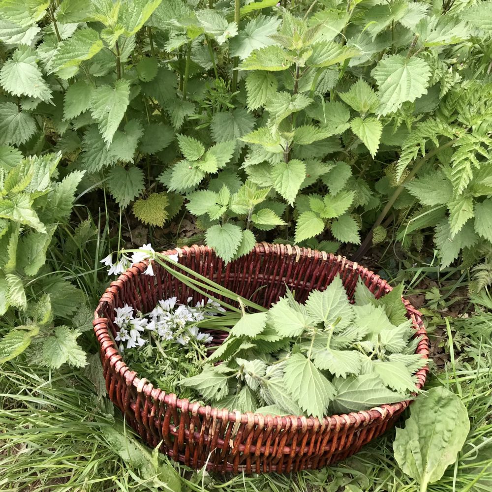 Wild Mushroom Foraging list - Forage London and beyond