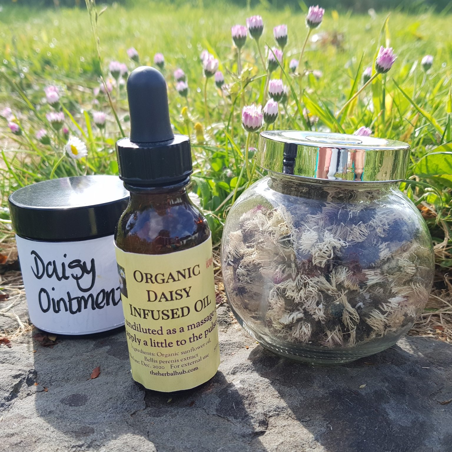 The Remarkable Properties of the Humble Daisy - Forage London and beyond