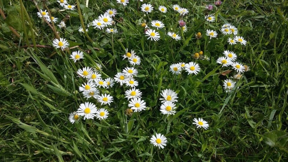 The Remarkable Properties of the Humble Daisy - Forage London and beyond